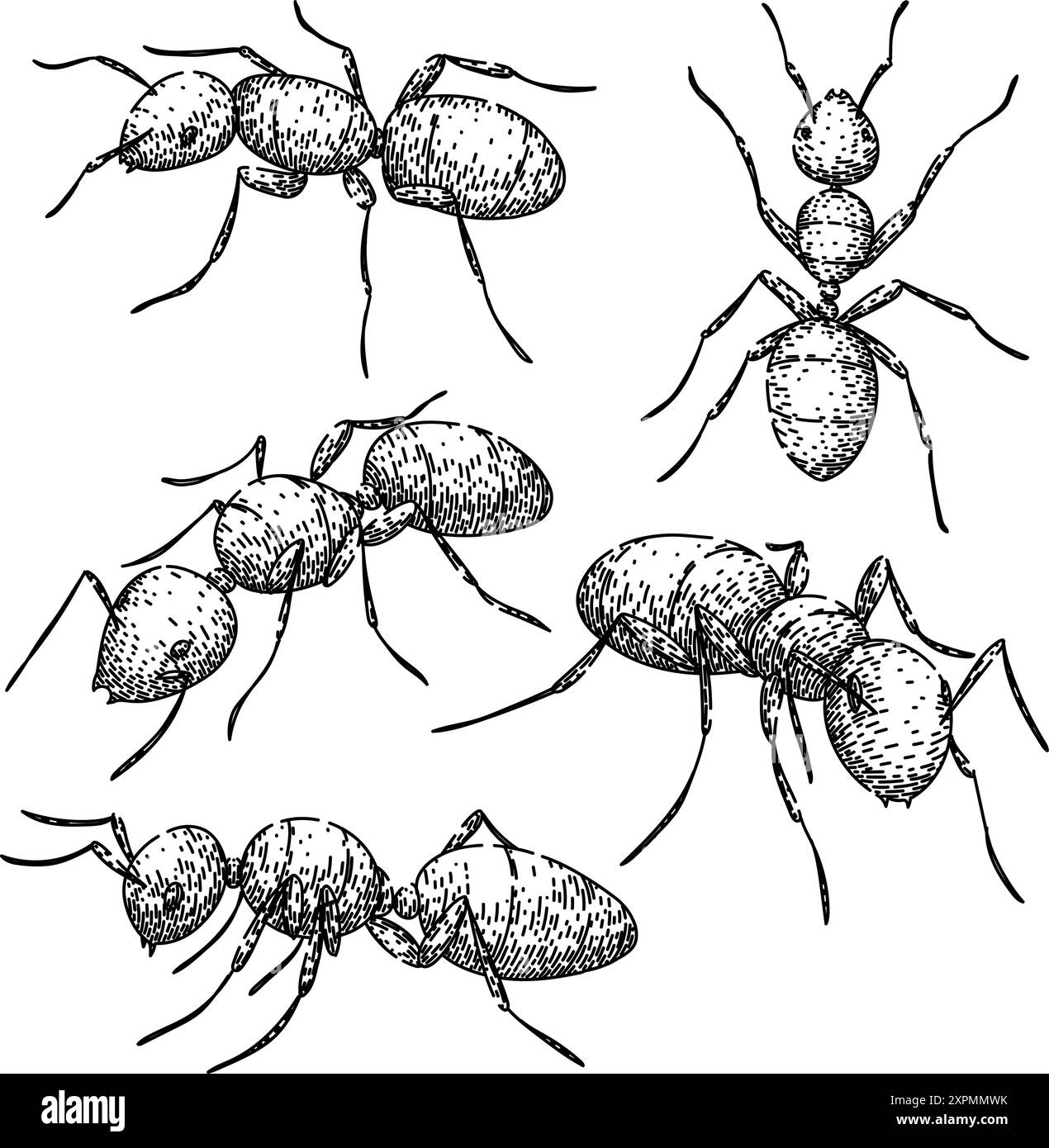 Ant larvae nest Black and White Stock Photos & Images - Alamy