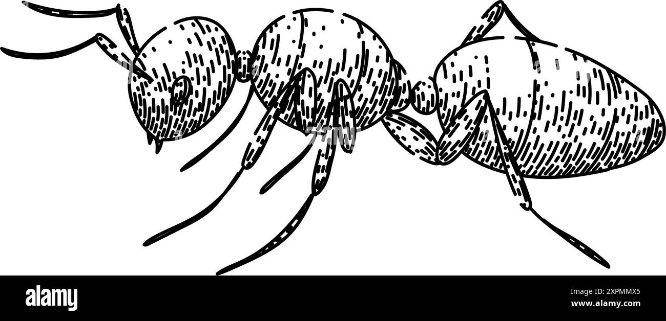 Ant queen abdomen Stock Vector Images - Alamy