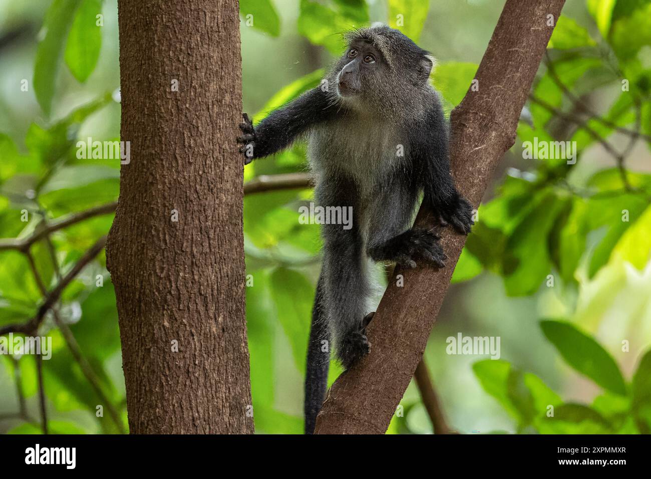 Blue monkey, looking from tree, Manyara National Park, Tanzania Stock ...