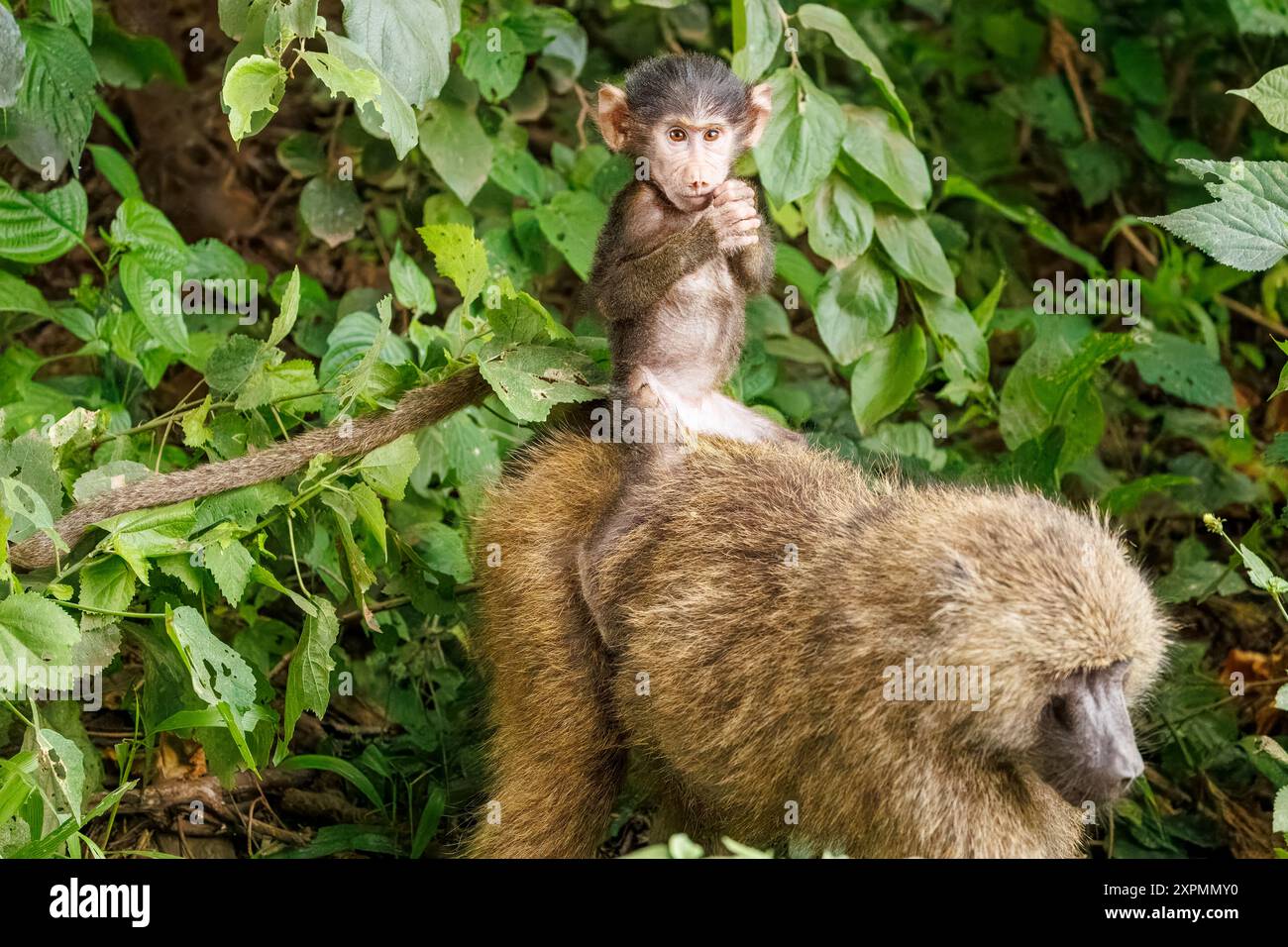 Olive aka Anubis baboon, Papio anubis, mother with infant, Manyara ...
