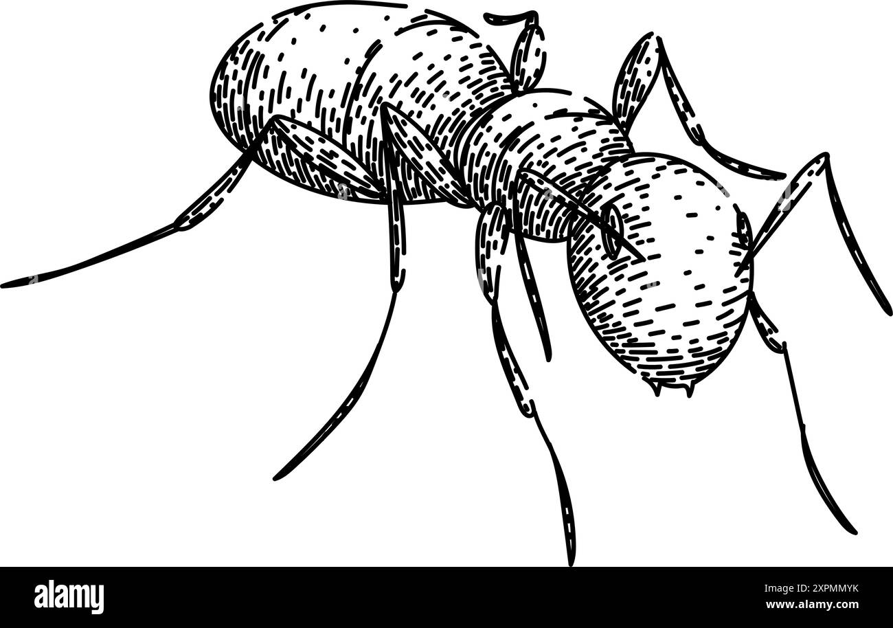 worker ant sketch hand drawn vector Stock Vector Image & Art - Alamy