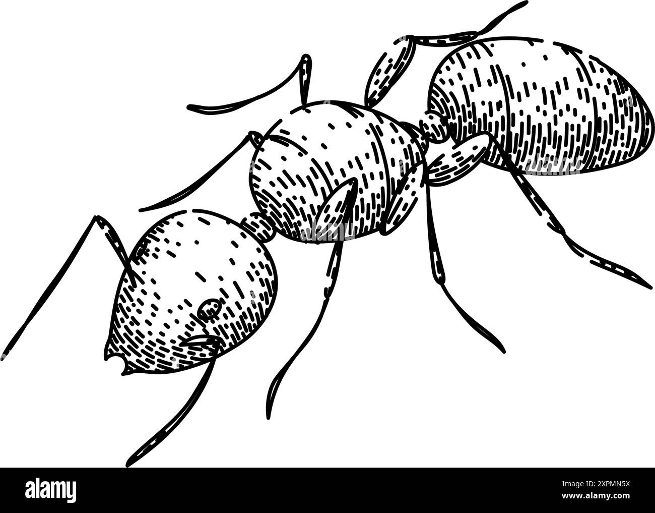 Insect symbiosis Stock Vector Images - Alamy