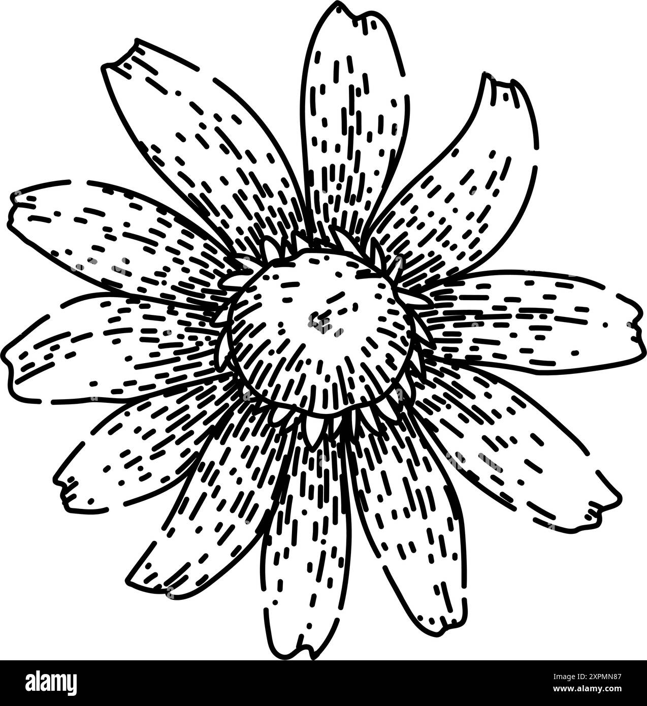 perennial black eyed susan sketch hand drawn vector Stock Vector Image ...