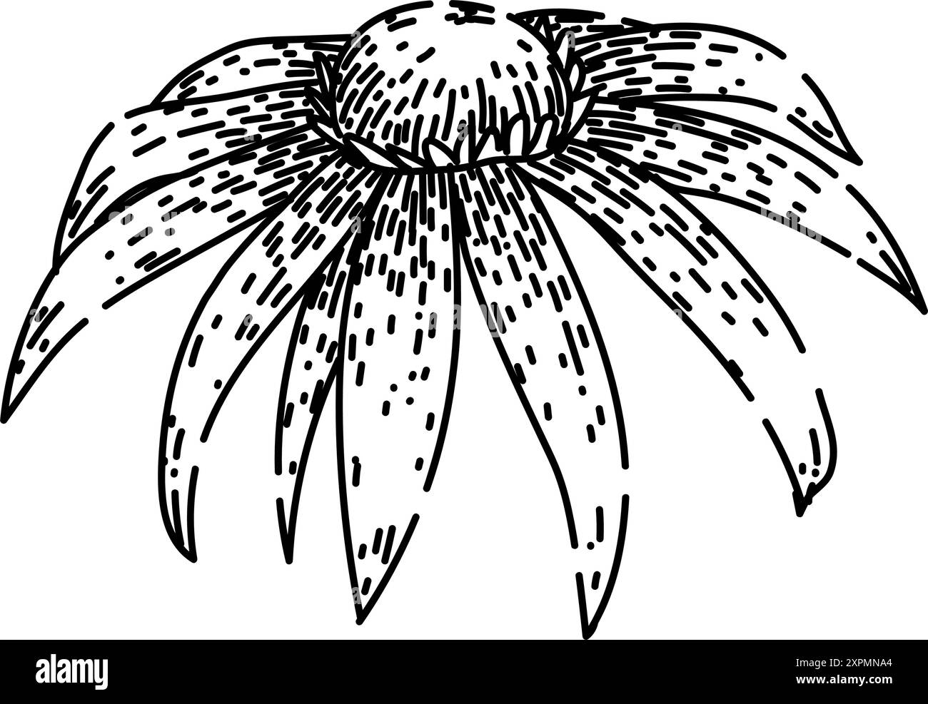 flower black eyed susan sketch hand drawn vector Stock Vector Image ...