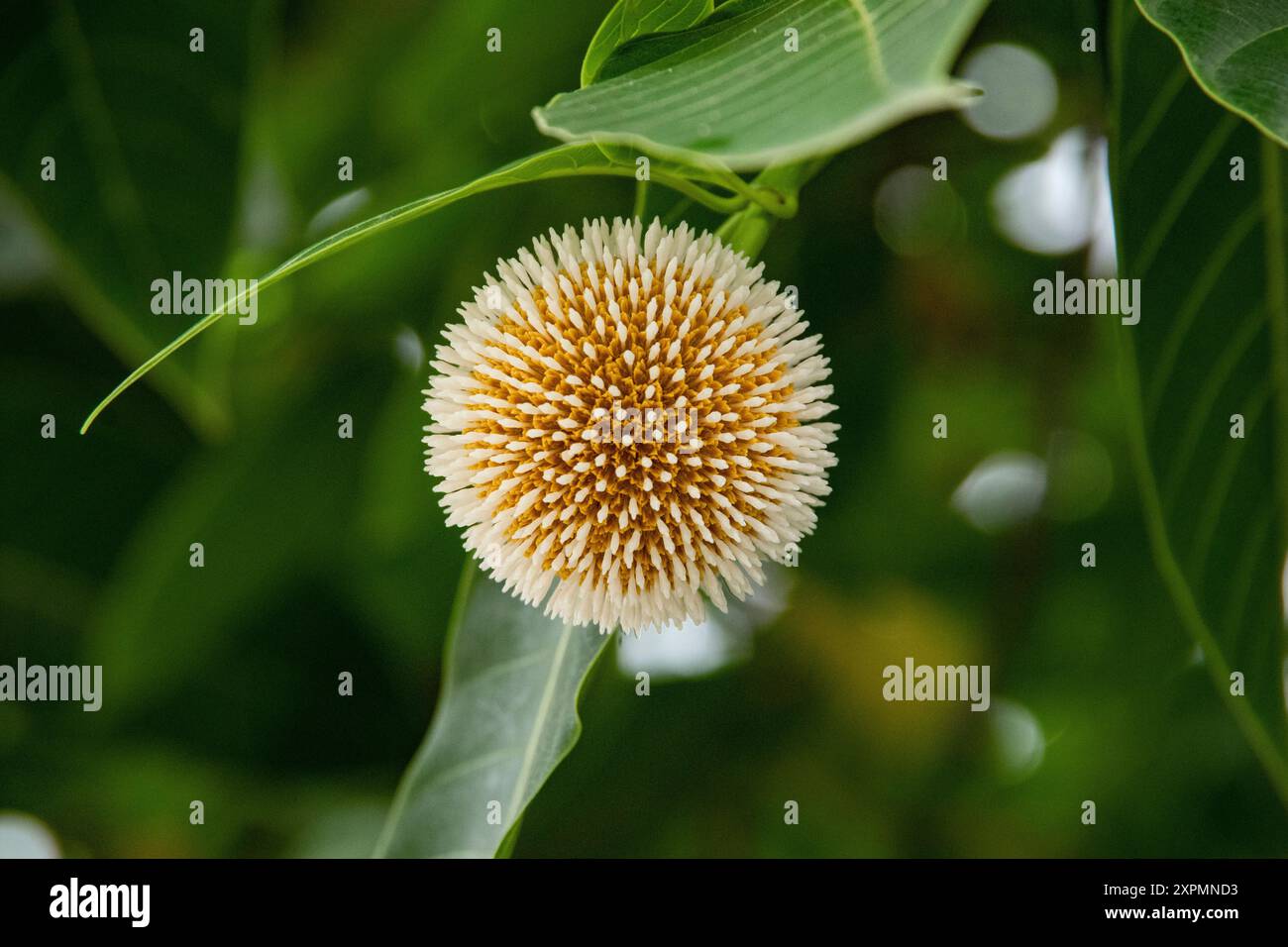 Neolamarckia cadamba burflower-tree laran Leichhardt pine kodom ful ...