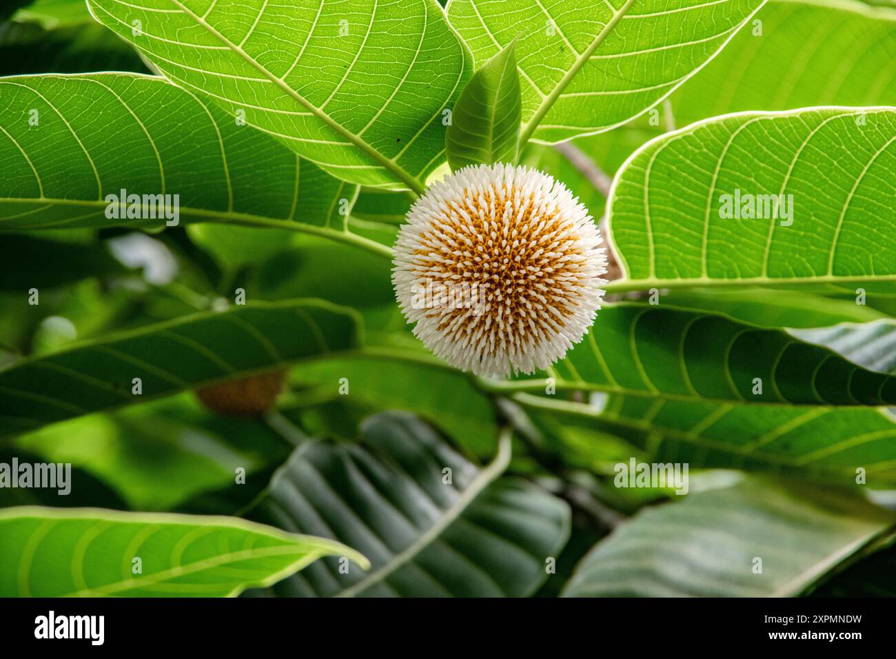 Neolamarckia cadamba burflower-tree laran Leichhardt pine kodom ful ...