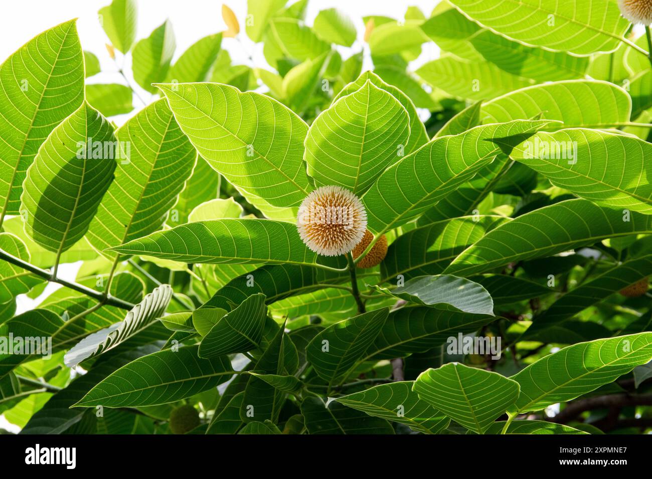 Neolamarckia cadamba burflower-tree laran Leichhardt pine kodom ful ...