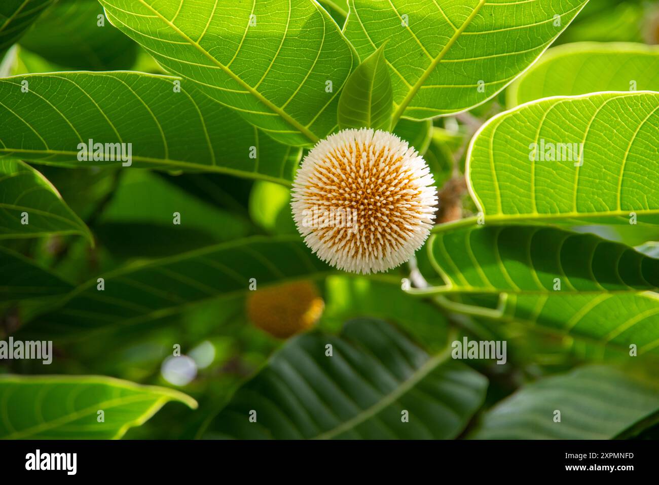 Neolamarckia cadamba burflower-tree laran Leichhardt pine kodom ful ...