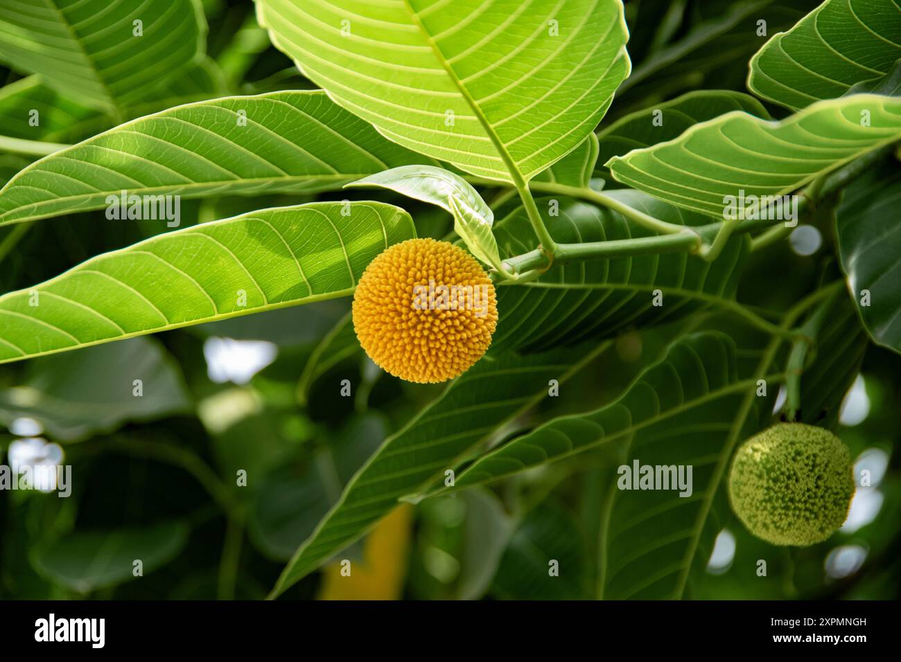 Neolamarckia cadamba burflower-tree laran Leichhardt pine kodom ful ...