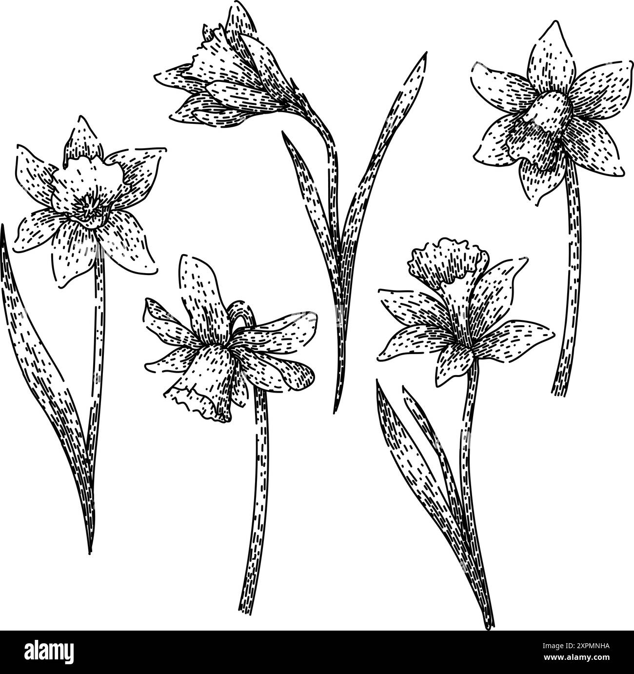 daffodil set sketch hand drawn vector Stock Vector Image & Art - Alamy