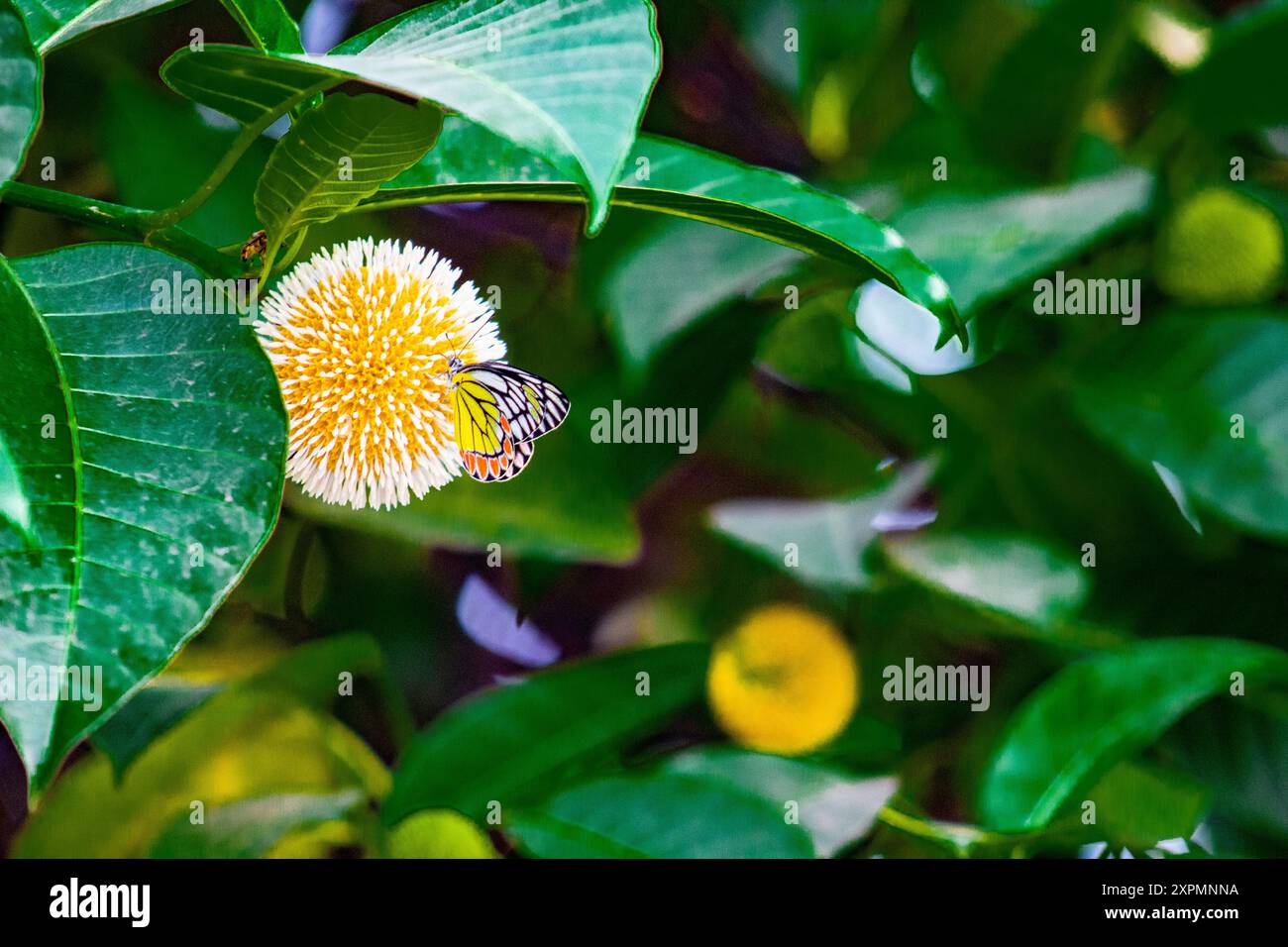 Neolamarckia cadamba burflower-tree laran Leichhardt pine kodom ful ...