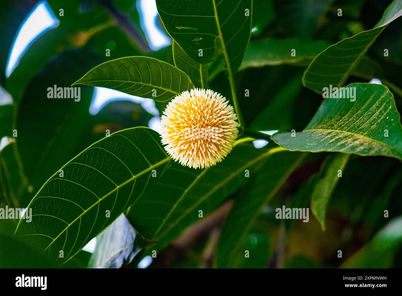 Neolamarckia cadamba burflower-tree laran Leichhardt pine kodom ful ...