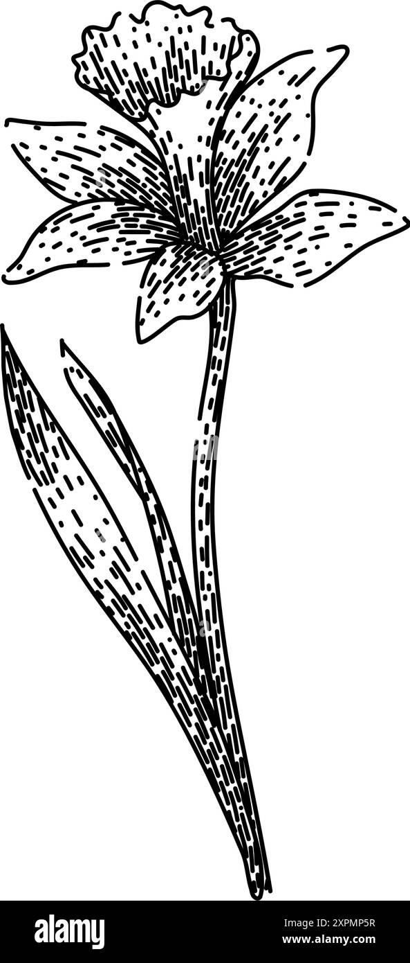 Daffodil petals Black and White Stock Photos & Images - Alamy