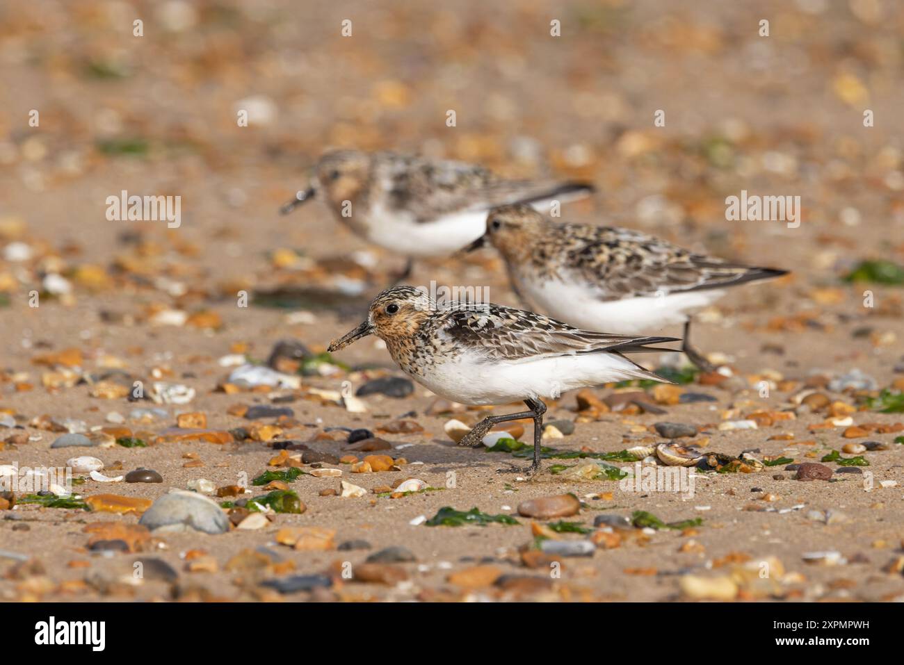 Sanderling (Calidris alba) running on beach Norfolk July 2024 Stock ...