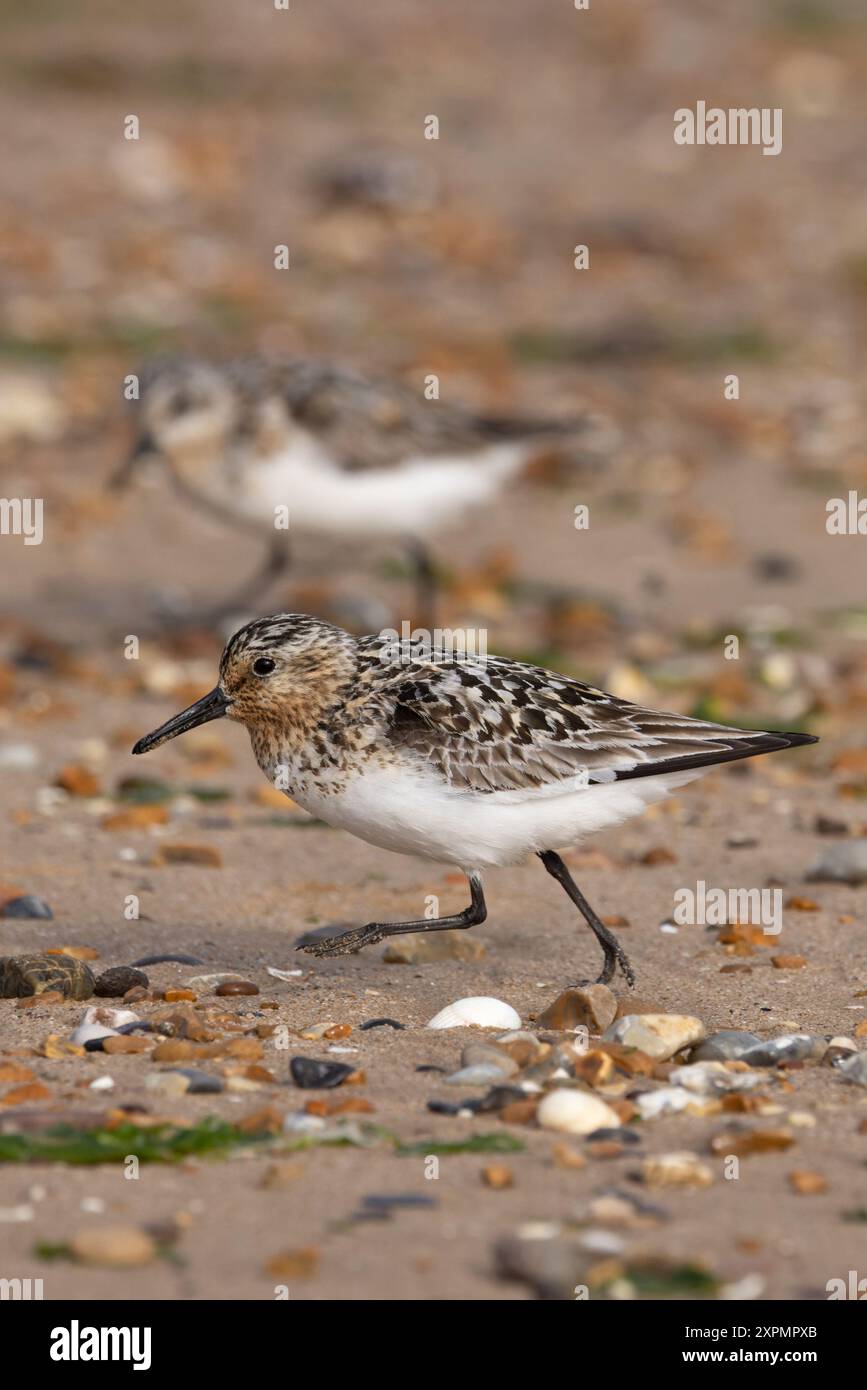 Sanderling (Calidris alba) running on beach Norfolk July 2024 Stock ...