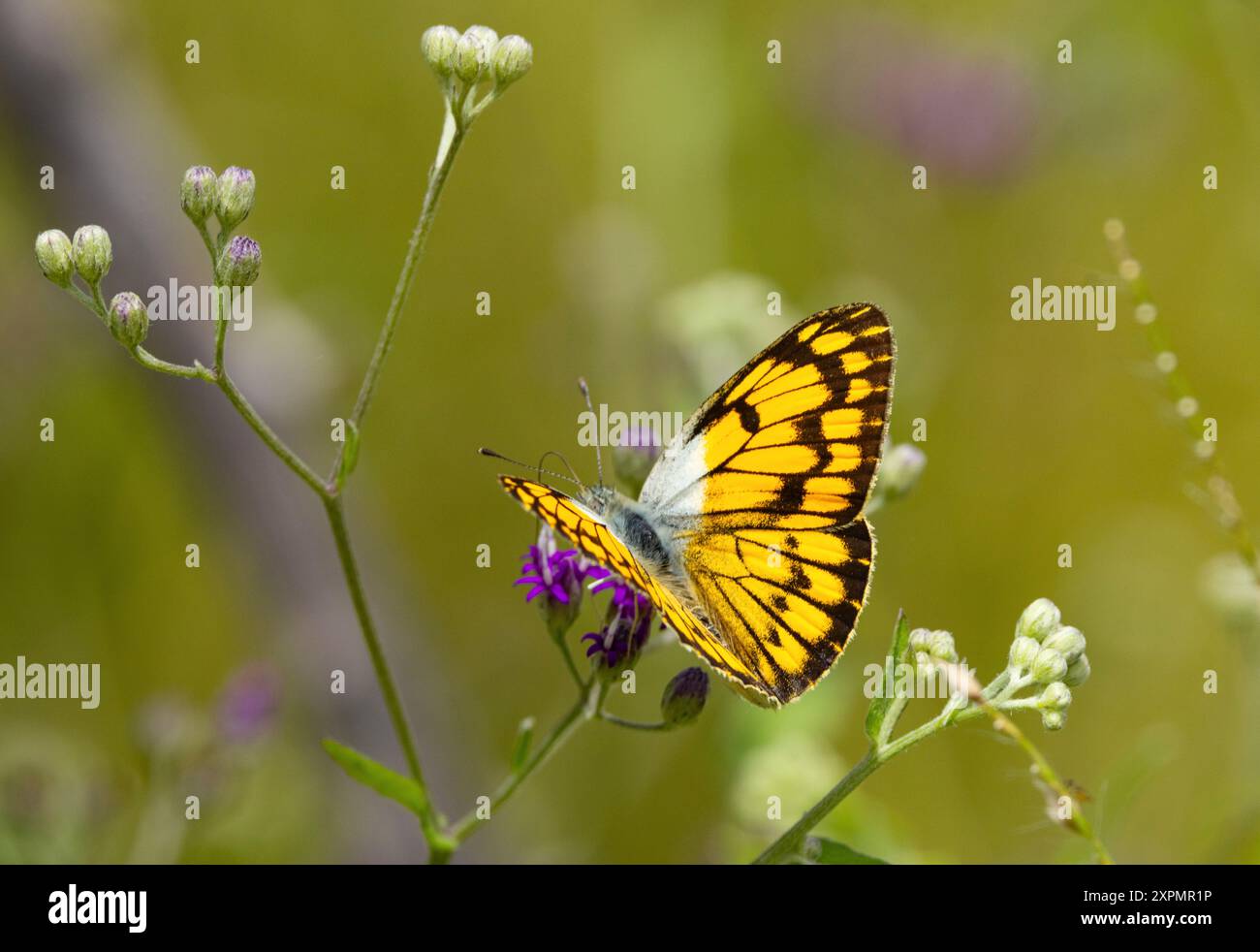 Colotis hi-res stock photography and images - Alamy