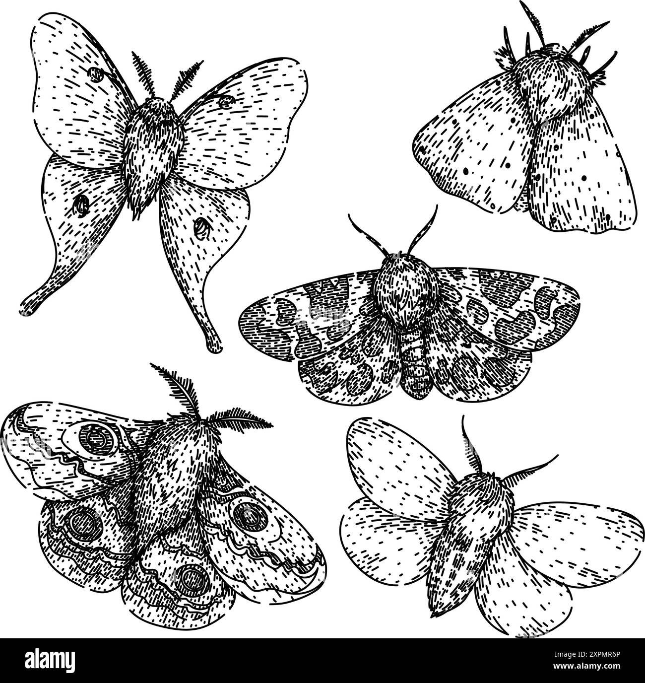 night moth set sketch hand drawn vector Stock Vector Image & Art - Alamy