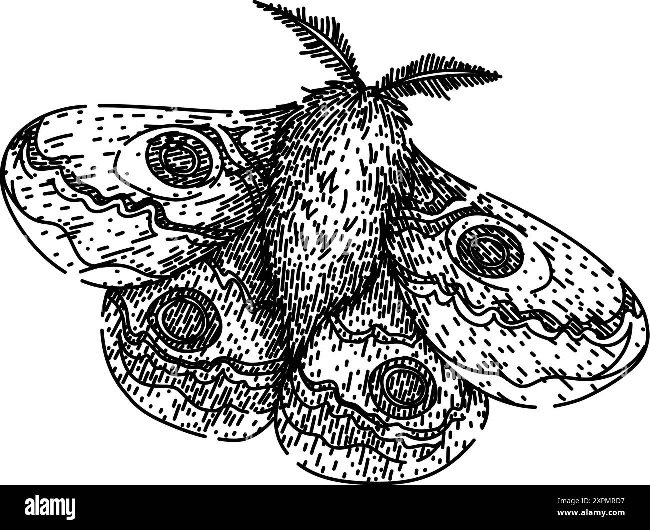 antennae night moth sketch hand drawn vector Stock Vector Image & Art ...