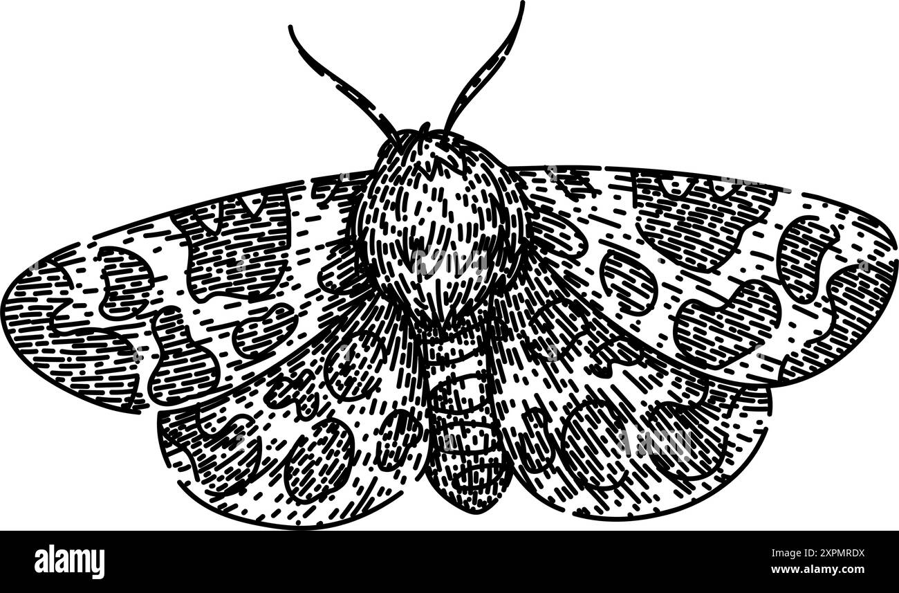 camouflage night moth sketch hand drawn vector Stock Vector Image & Art ...