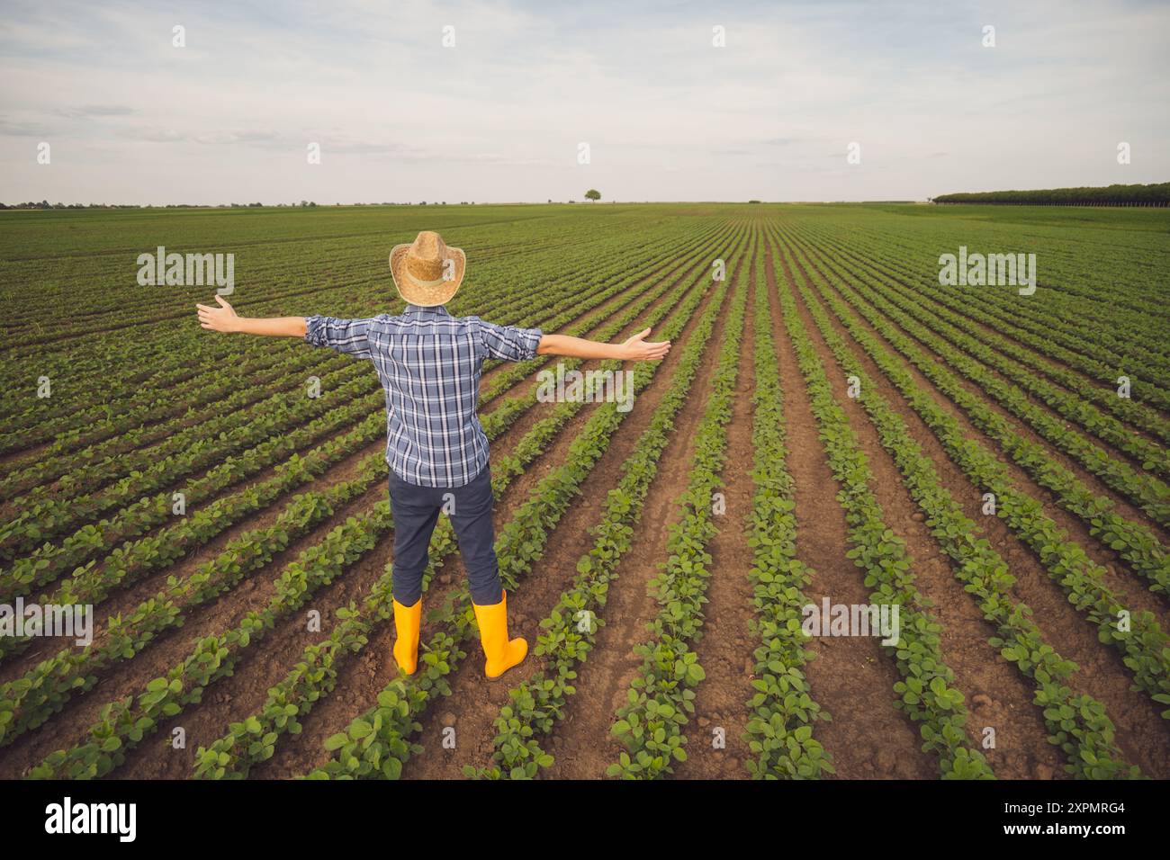 Image of happy farmer who is cultivating soybean Stock Photo - Alamy