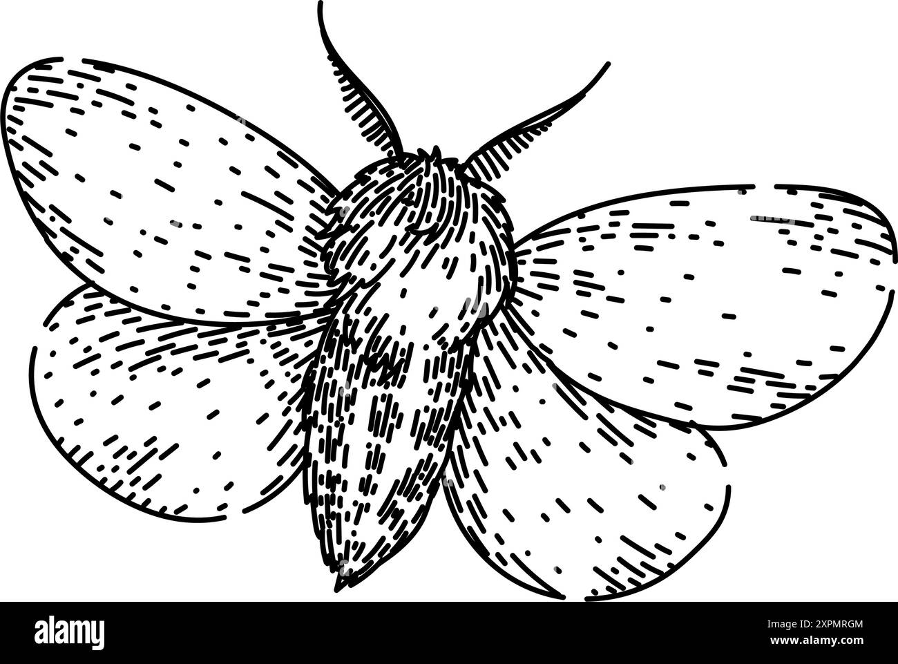 lepidoptera night moth sketch hand drawn vector Stock Vector Image ...