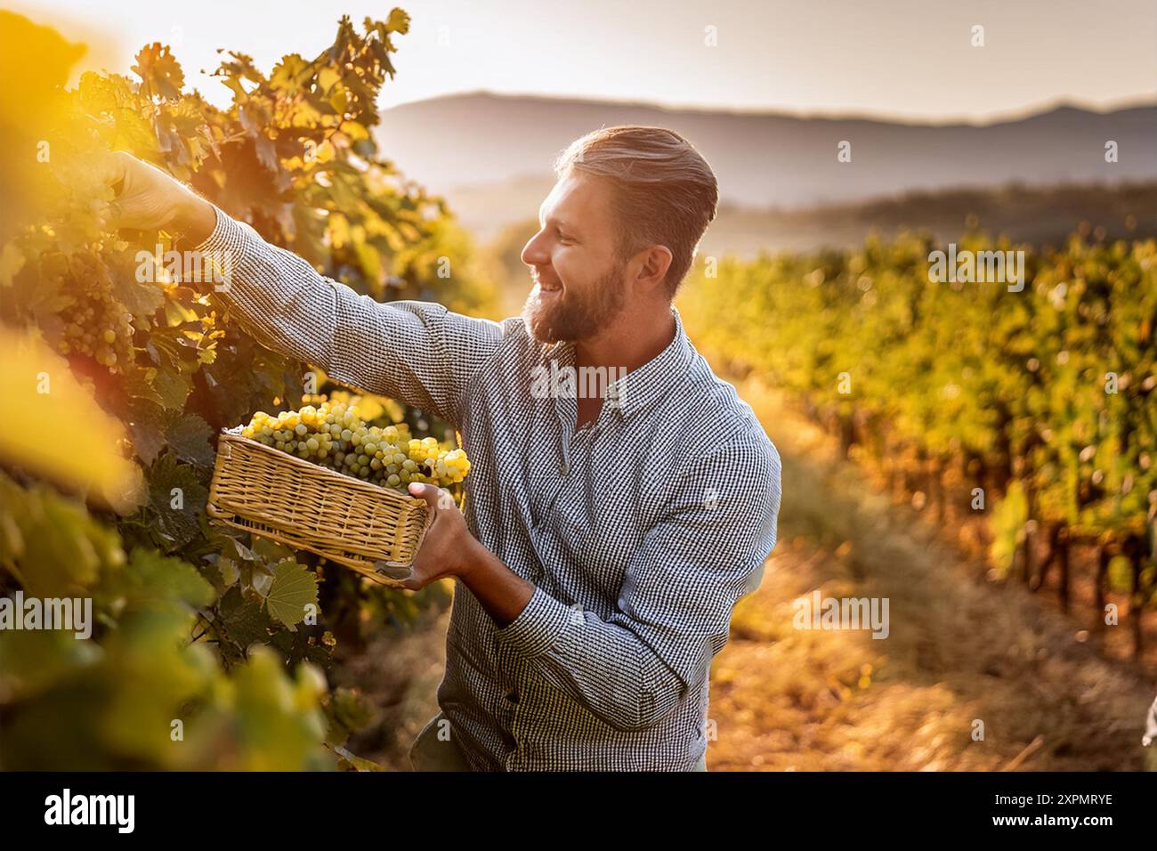 grape harvester with beard picking green grapes Stock Photo - Alamy