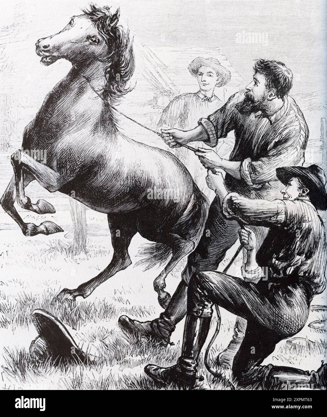 Engraving of men breaking in a new horse, circa 1880 Stock Photo - Alamy