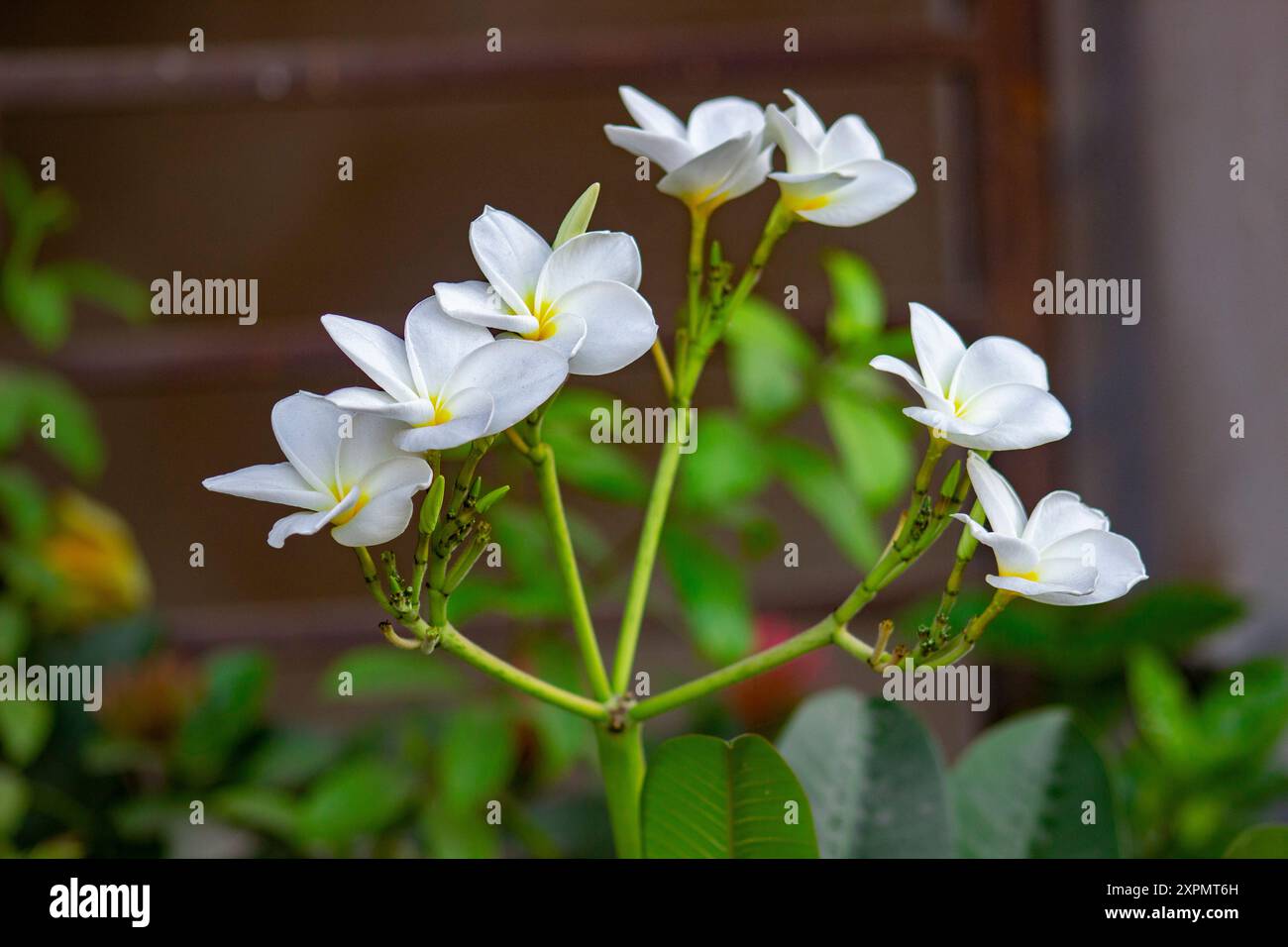 Frangipani Flower Plumeria Flower Kath Golap Stock Photo - Alamy