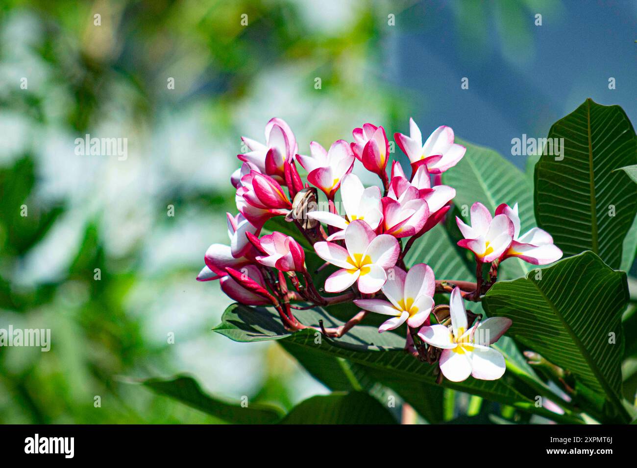 Frangipani Flower Plumeria Flower Kath Golap Stock Photo - Alamy