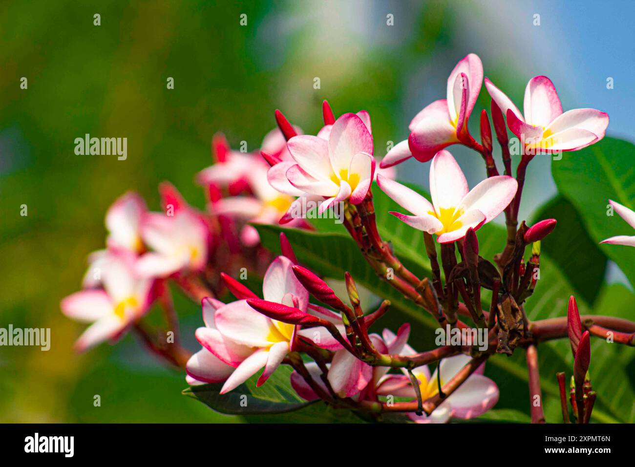 Kath golap flower hi-res stock photography and images - Alamy