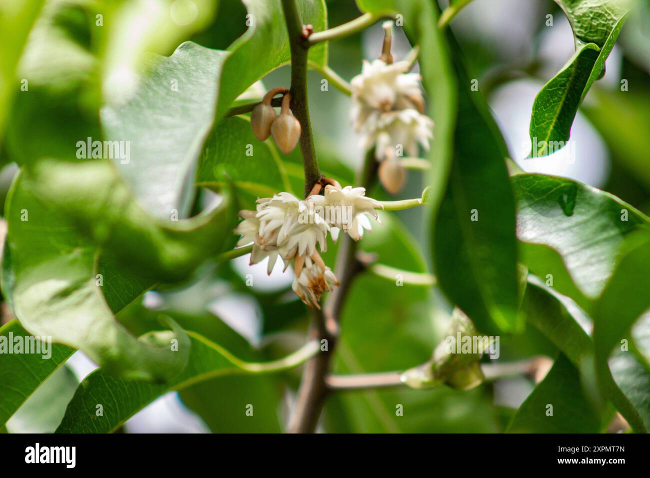 Mimusops eleng hi-res stock photography and images - Alamy