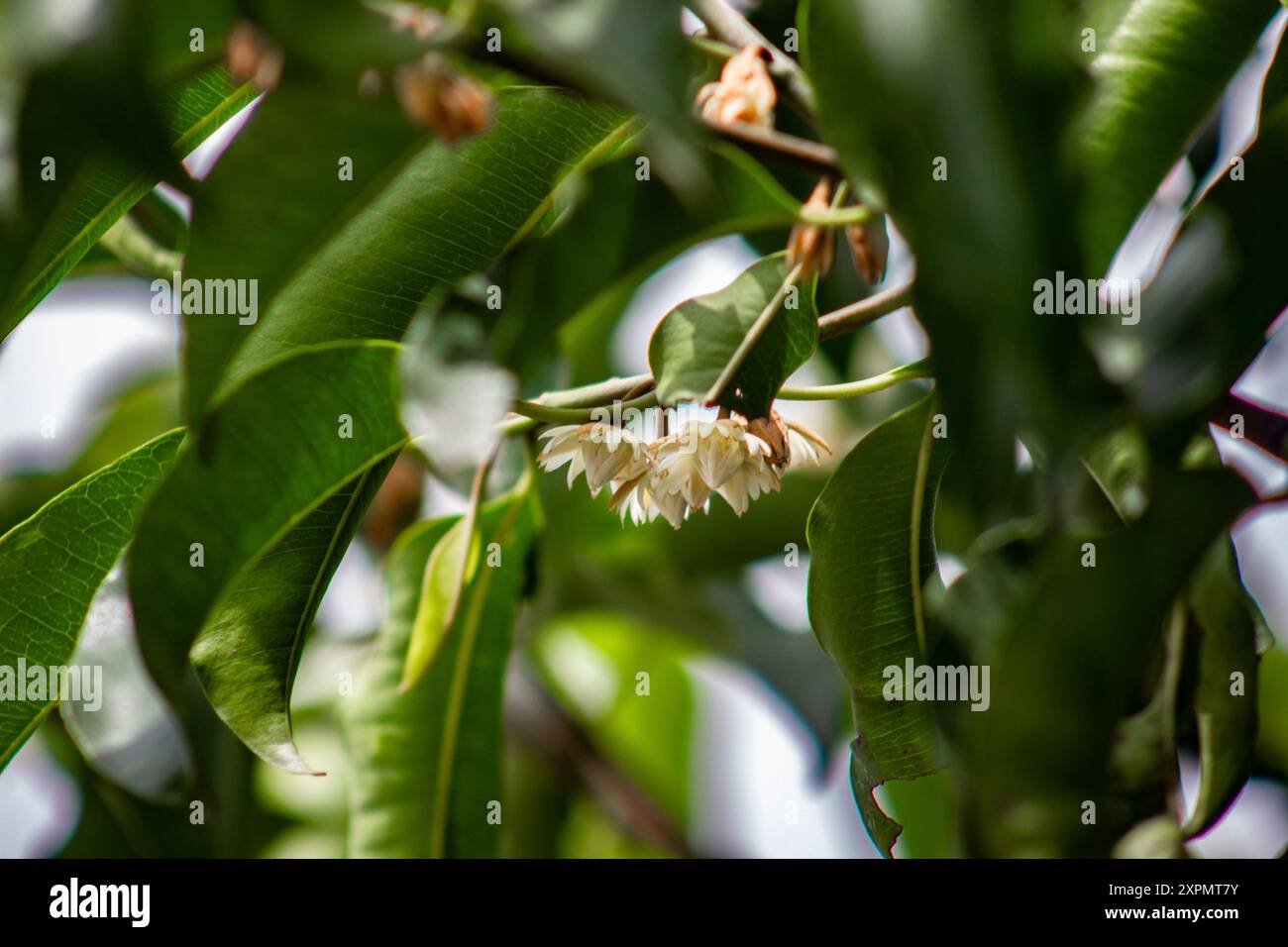 Indian medlar hi-res stock photography and images - Alamy