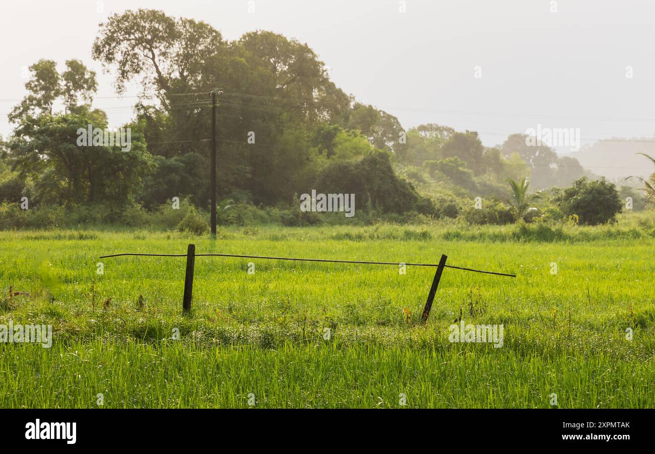Monsoon season and rice field. Agriculture. Crops in Goa. organic ...
