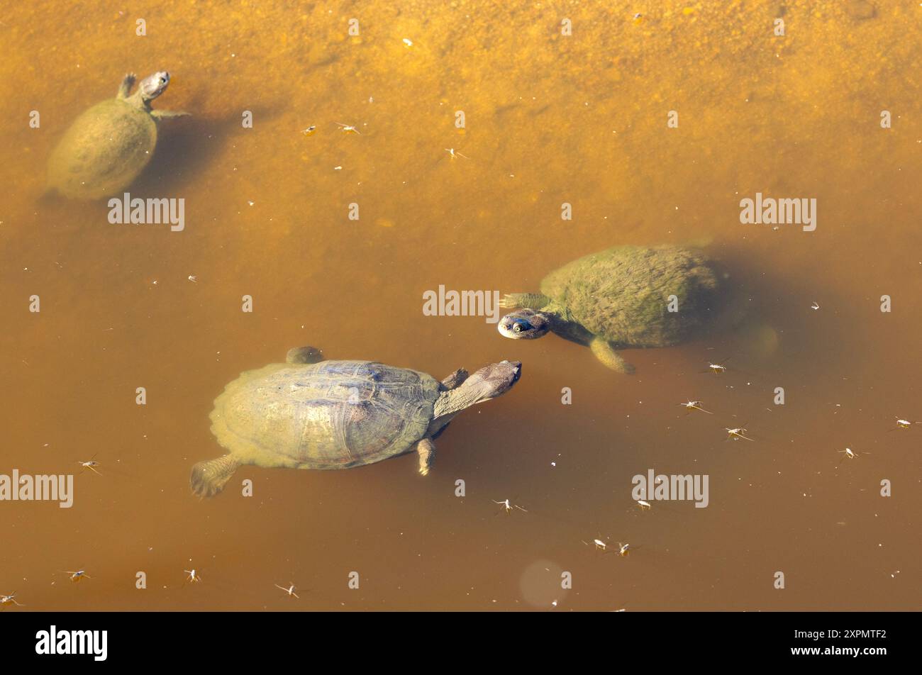 Rigid carapace hi-res stock photography and images - Alamy