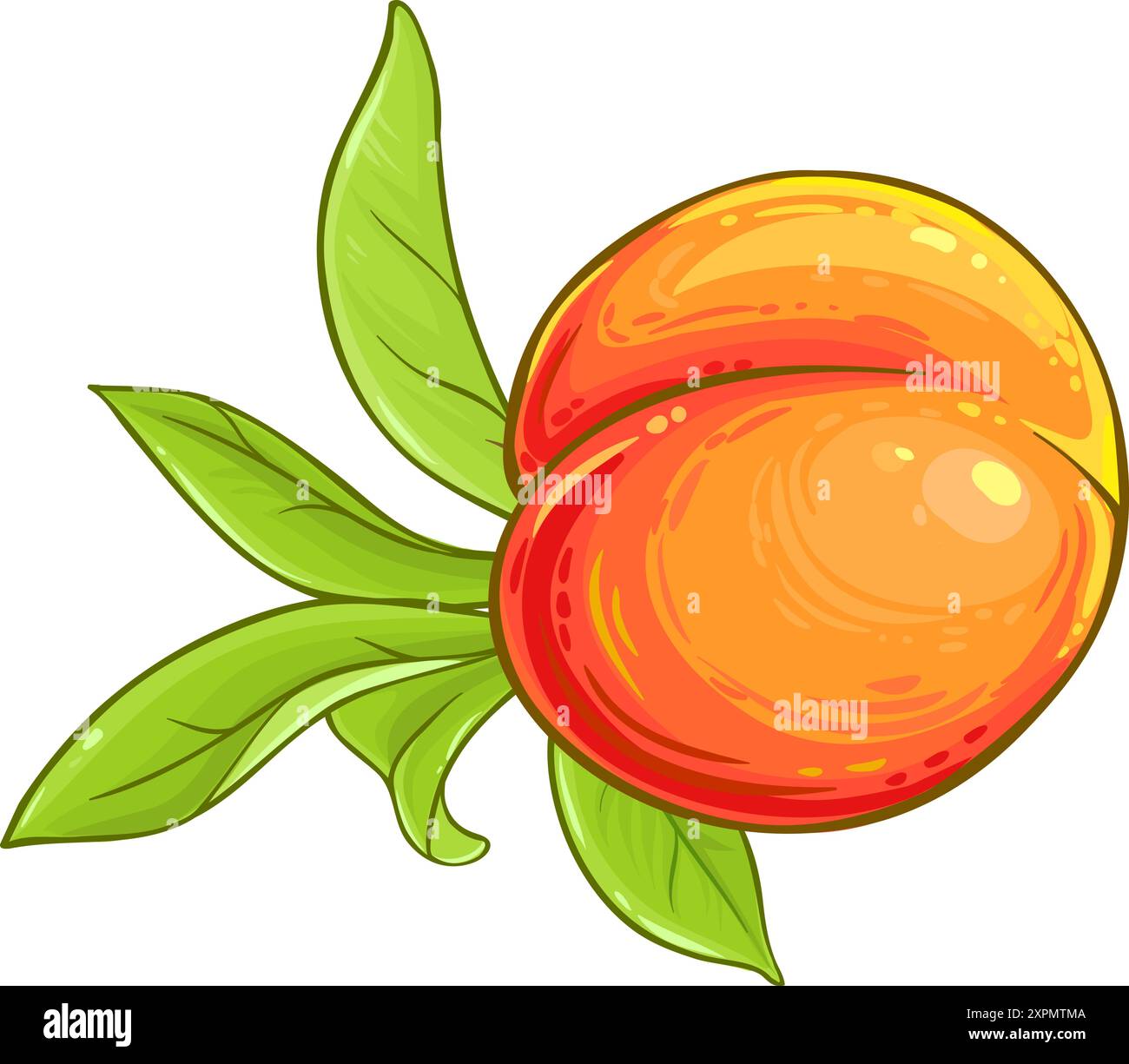 Peach Fruit Colored Detailed Illustration Stock Vector Image & Art - Alamy