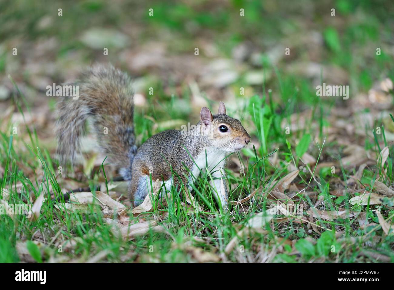 Baby gray squirrel hi-res stock photography and images - Alamy