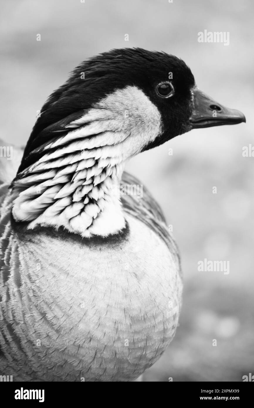 Nene Goose, Black and White Stock Photo - Alamy