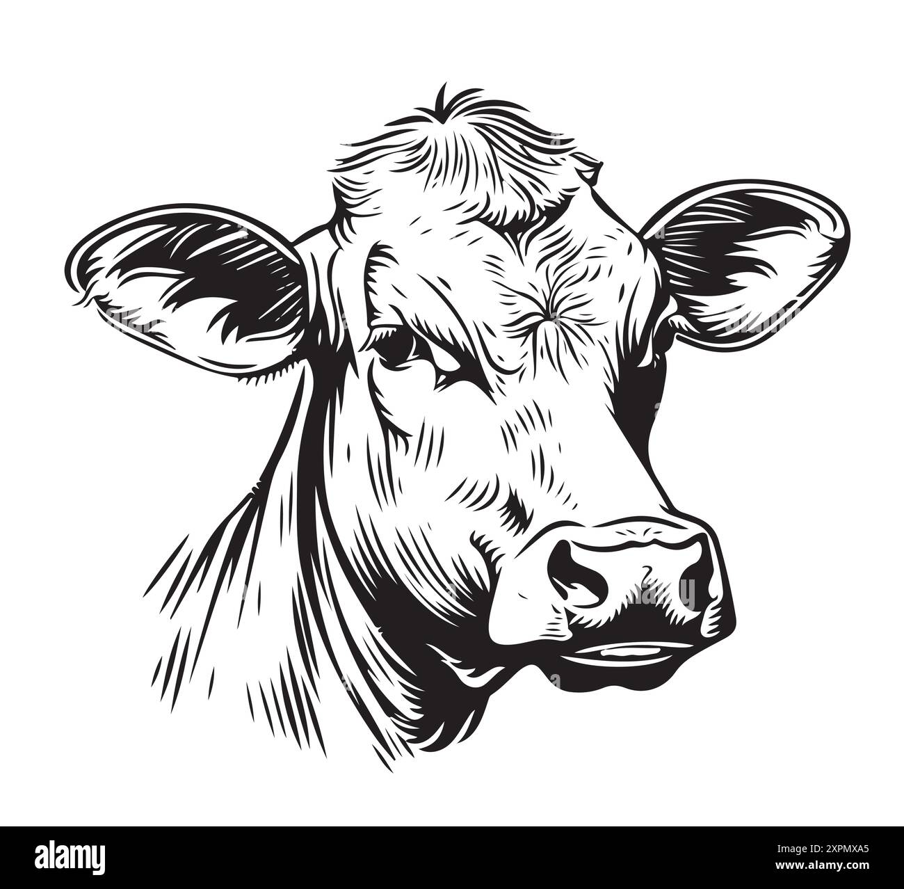 Farm cow head logo sketch hand drawn line art engraving Vector ...