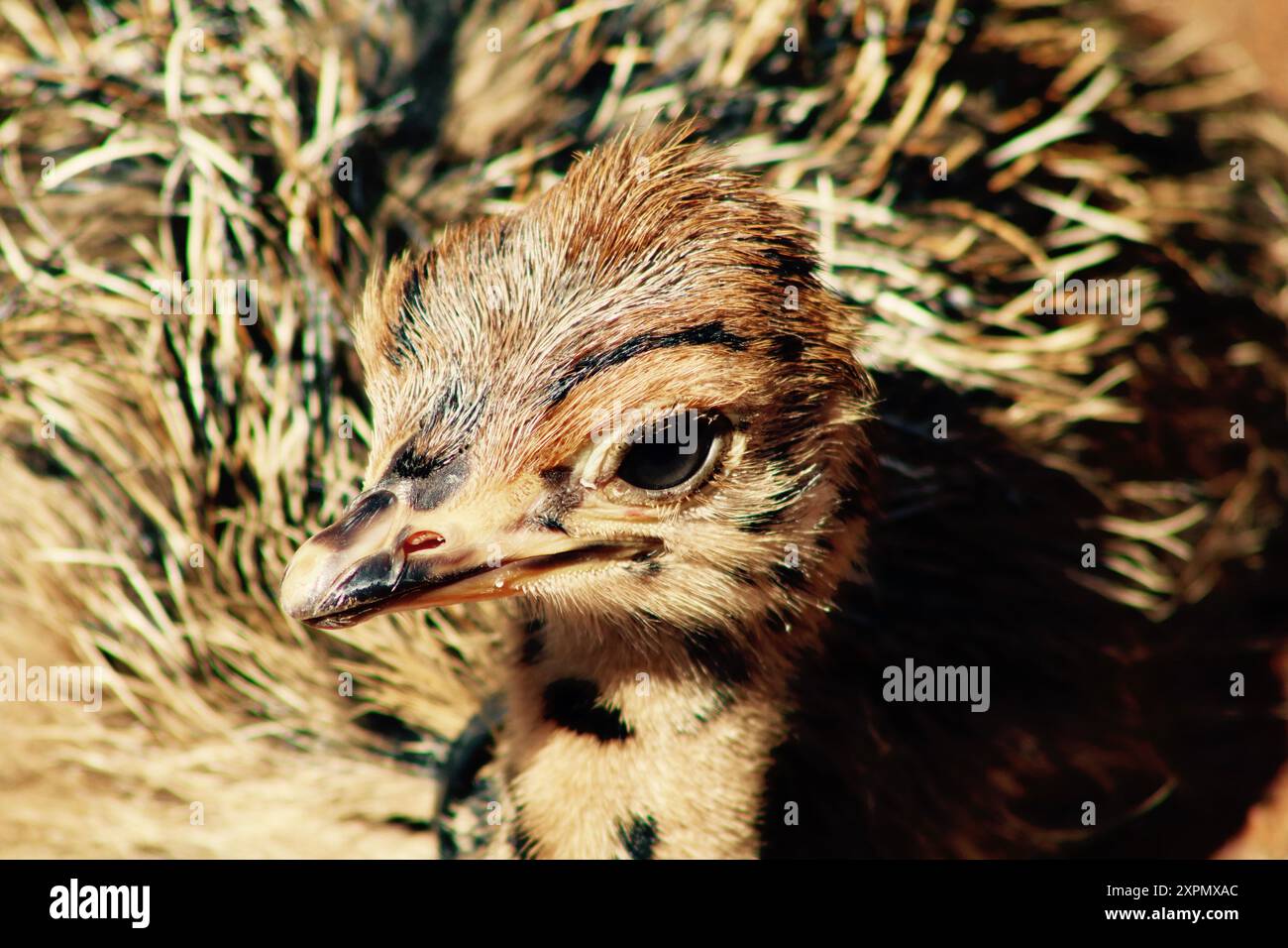 Baby Ostrich, Portrait Stock Photo - Alamy