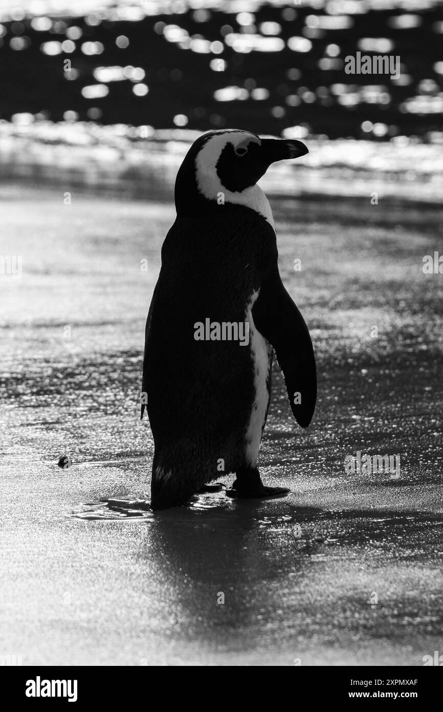 African penguin on boulders beach Black and White Stock Photos & Images ...