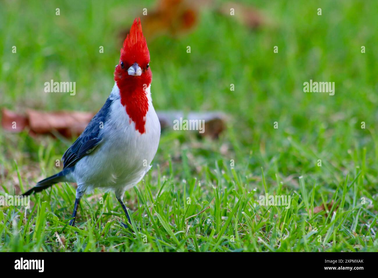 Red Crested Cardinal, Oahu Hawaii Stock Photo - Alamy