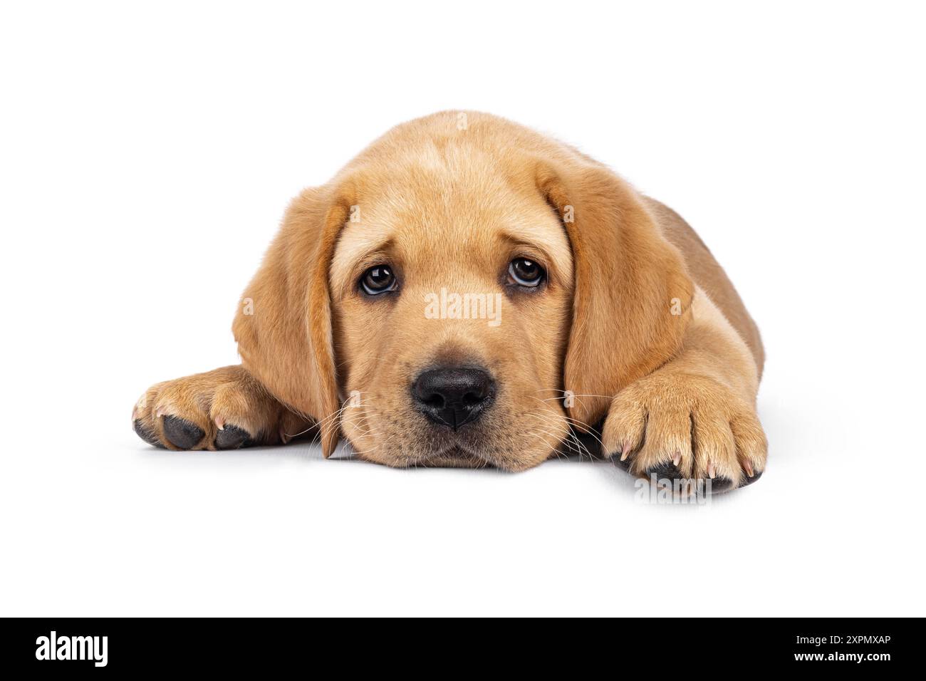 Tired baby Labrador dog puppy, laying head down facing front. Looking ...