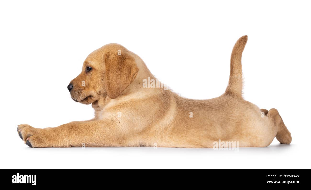 Cute baby Labrador dog puppy, laying side ways in funny yoga pose ...