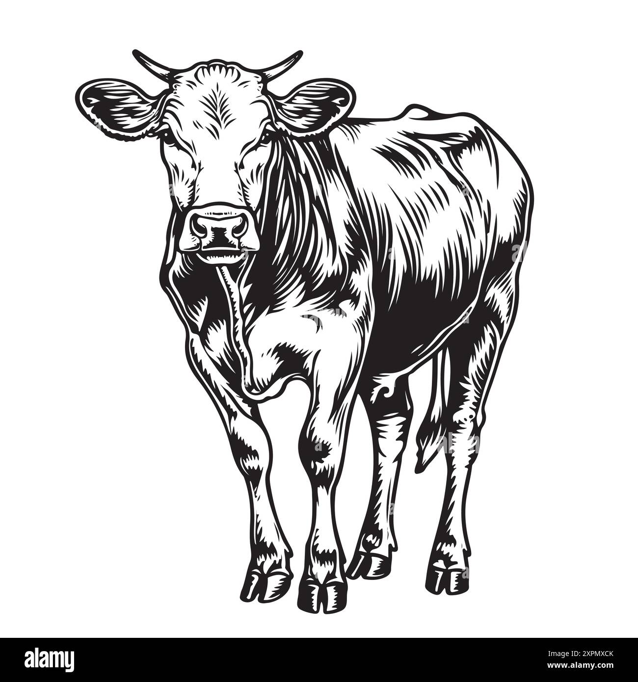 Hand drawn cattle hi-res stock photography and images - Alamy