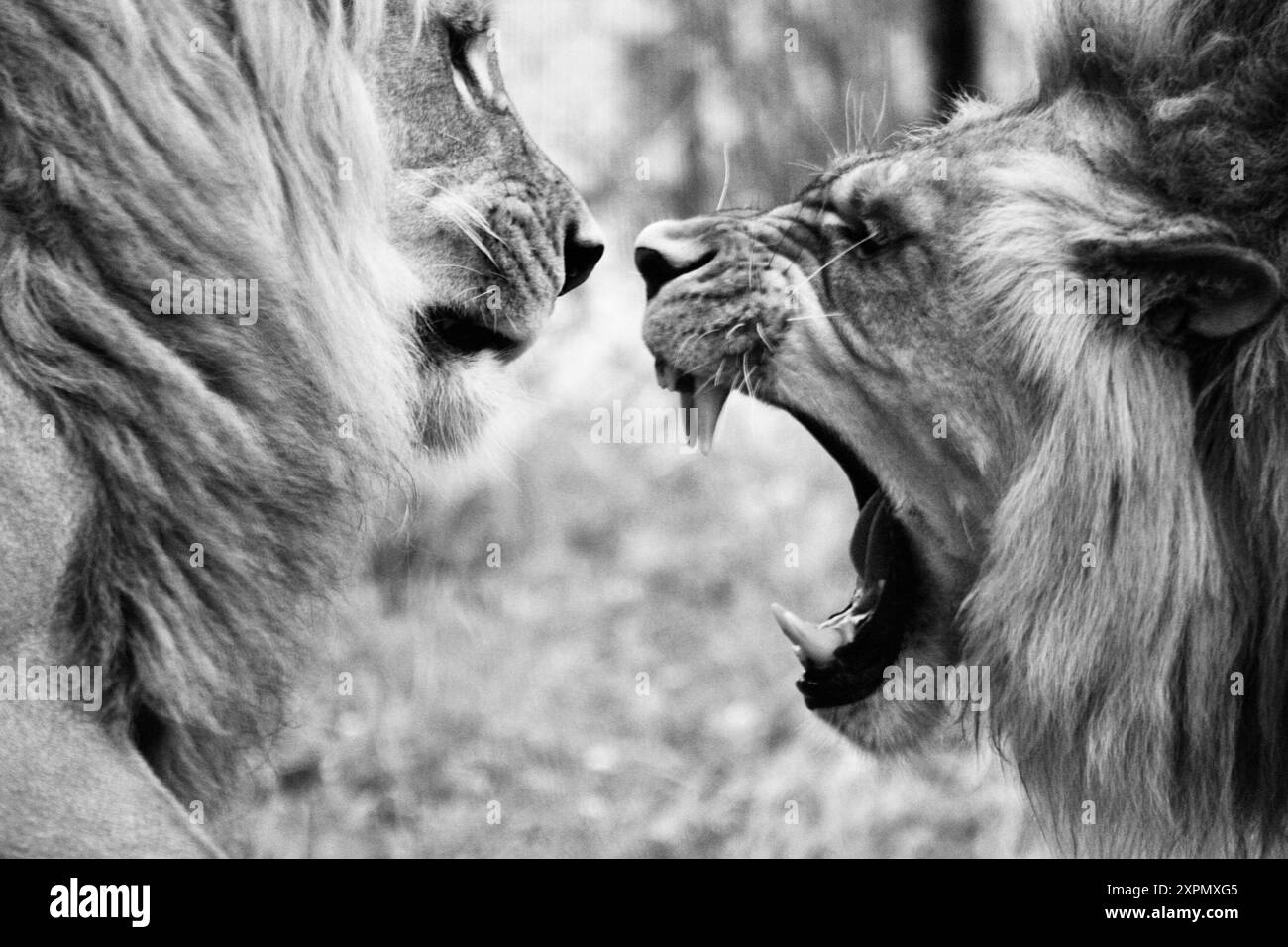 Male Lions, Black and White Stock Photo - Alamy