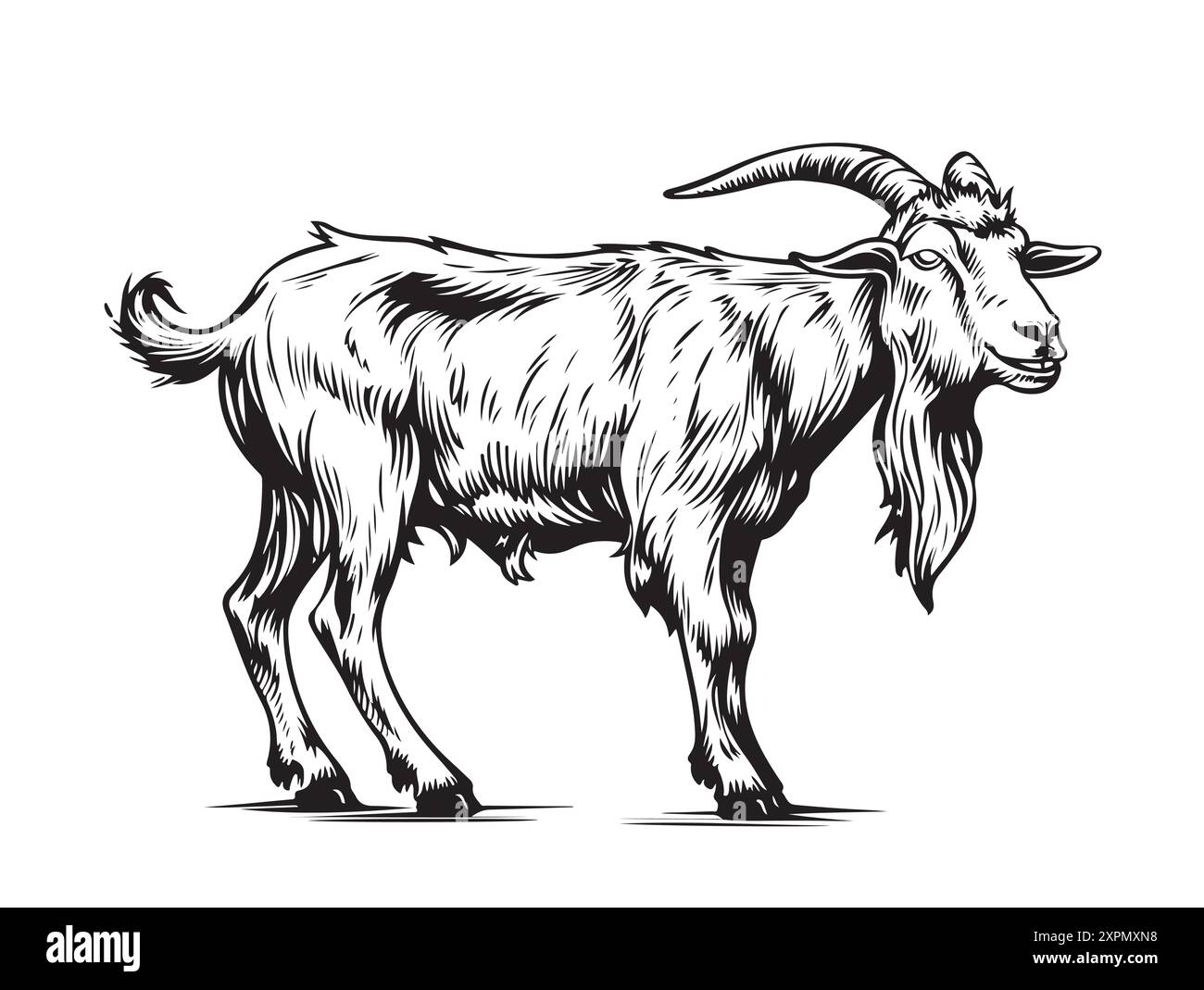Goat farm animal hand drawn engraving sketch Vector illustration Stock Vector Image & Art - Alamy