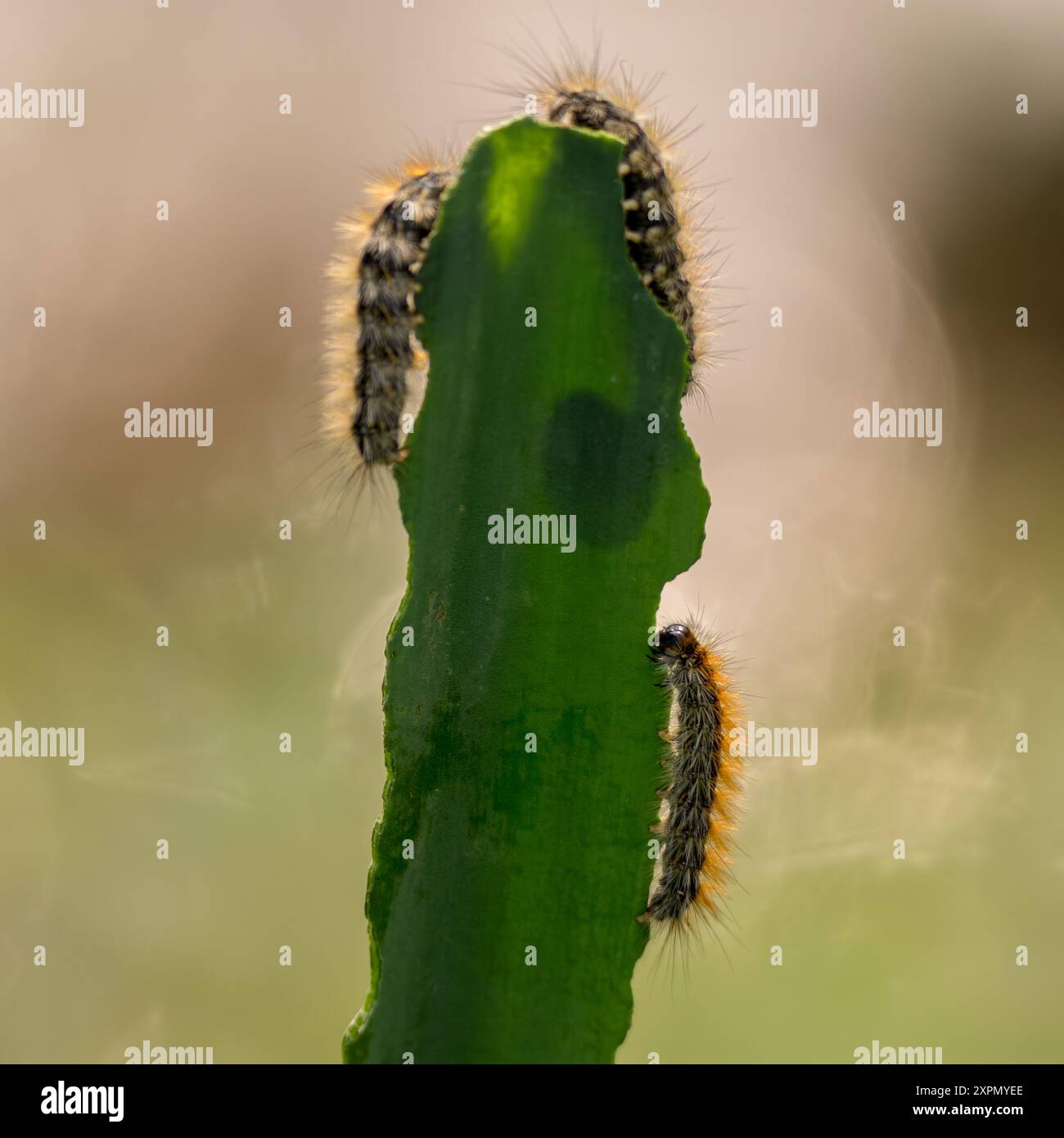 Caterpillars Eating Plants in Their Metamorphosis Phase Stock Photo - Alamy