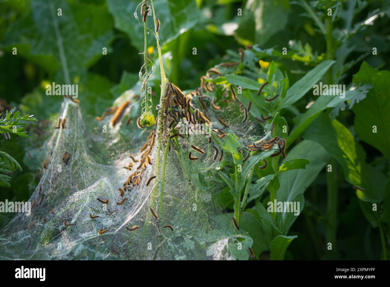 Caterpillars Eating Plants in Their Metamorphosis Phase Stock Photo - Alamy