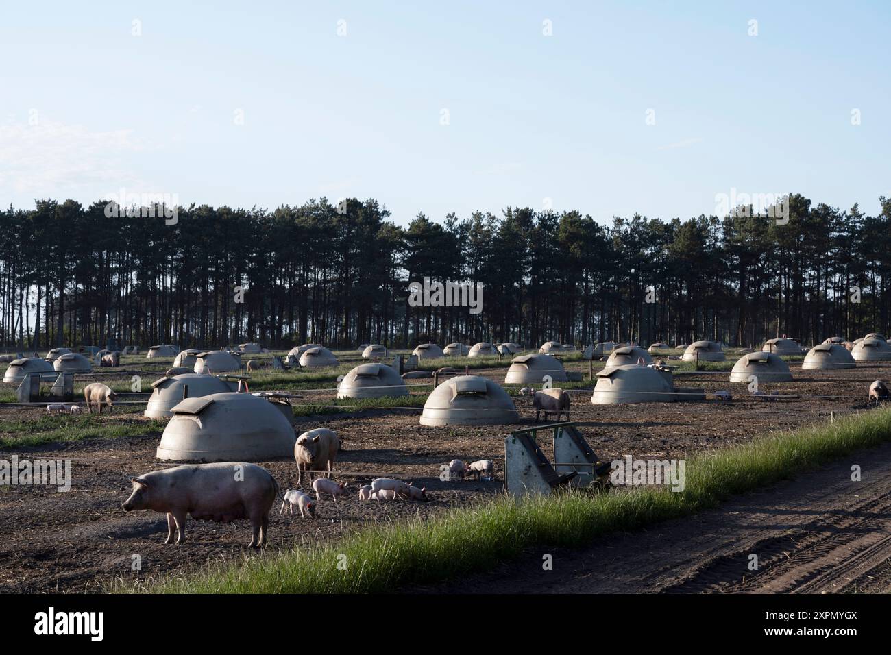 Outdoor pig breeding pens Stock Photo - Alamy