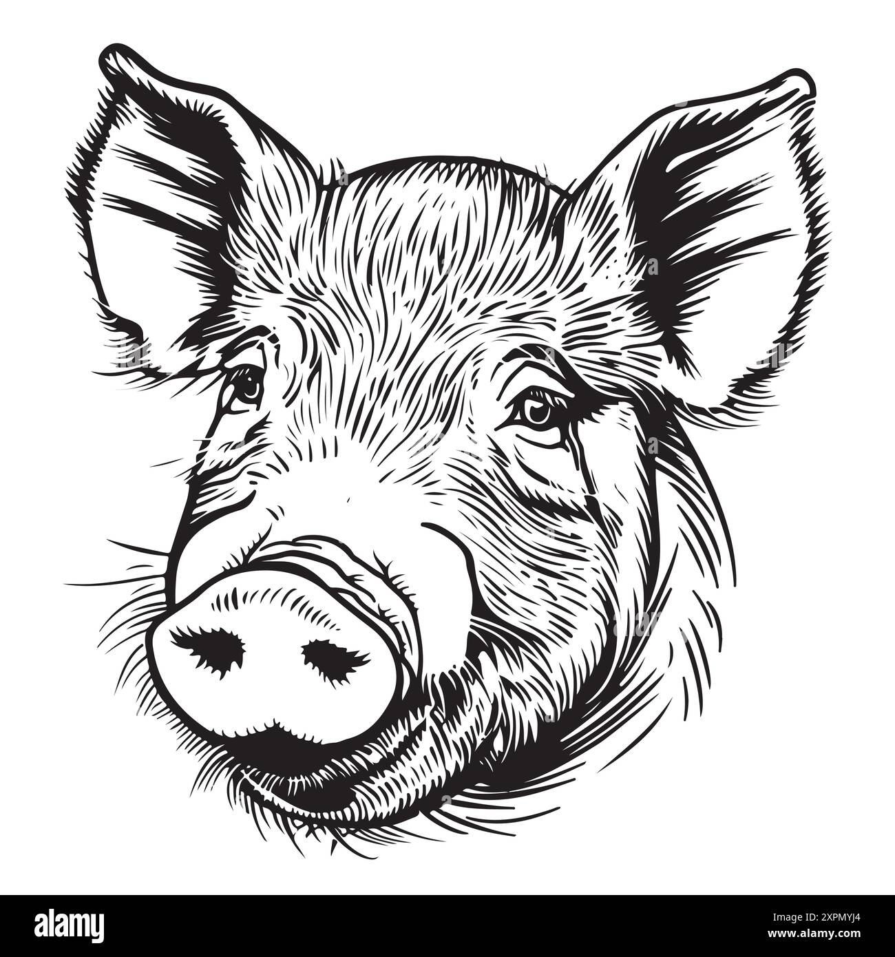 Sketch of a pig. Vector vintage illustration hand drawn large fat pig ...